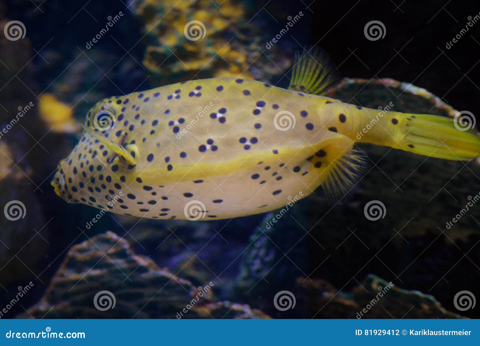 Box Fish stock photo. Image of explore, attraction, focused - 81929412