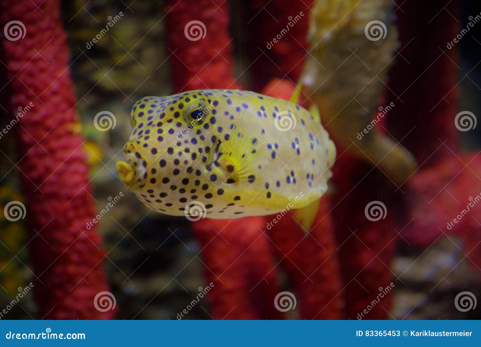 Box Fish stock image. Image of background, marine, attraction - 83365453