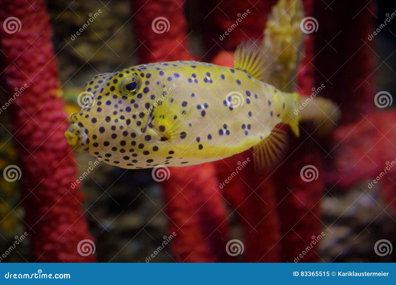 Box Fish stock image. Image of calm, marine, adventure - 83365515