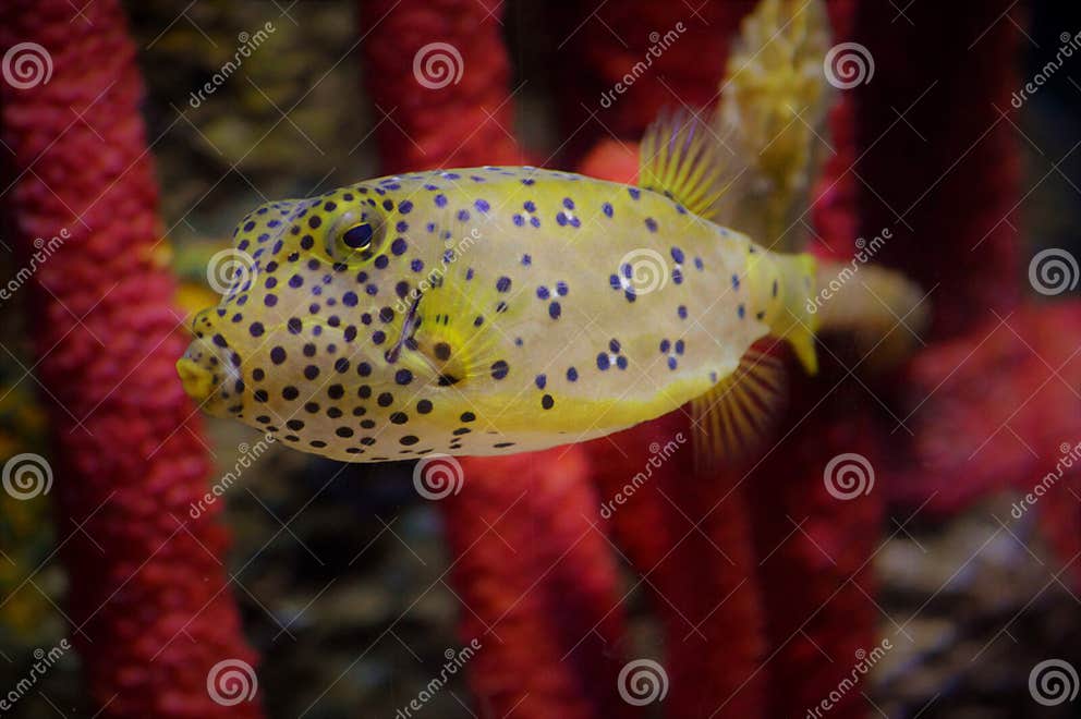 Box Fish stock image. Image of calm, marine, adventure - 83365515