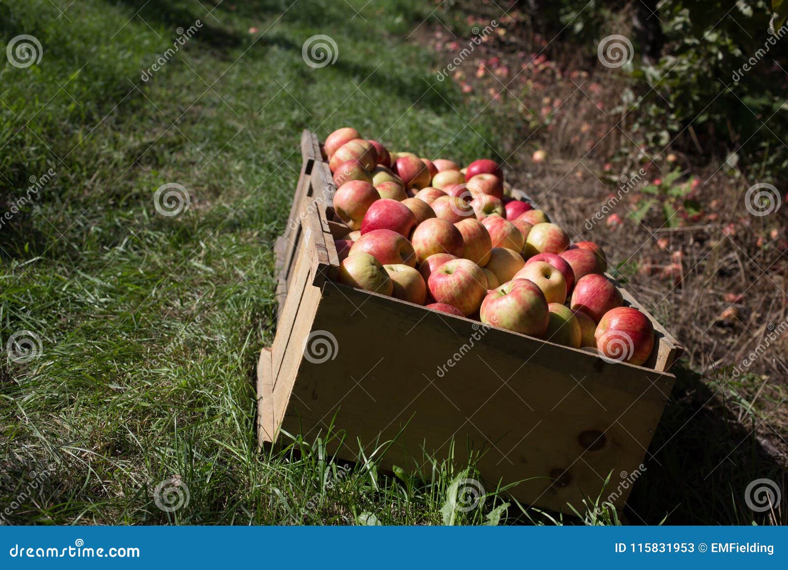 Fresh Picked Apples in an Orchard. Stock Image - Image of orchard ...
