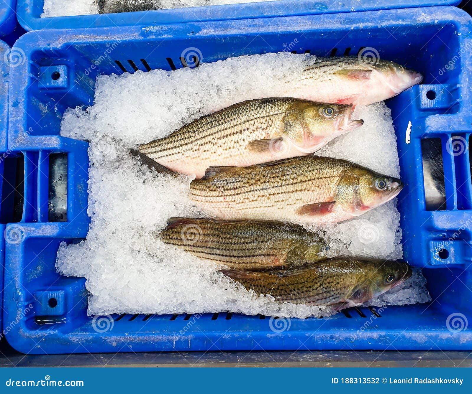 A Box with Freshly Caught Fish in Ice Stock Photo - Image of fishing ...