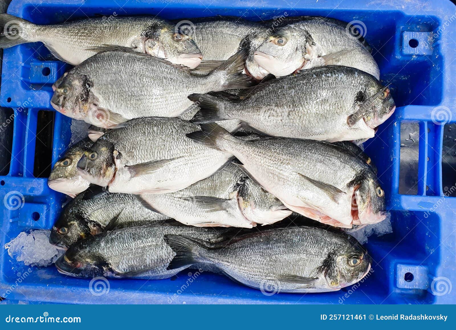 A Box with Freshly Caught Fish in Ice Stock Image - Image of counter ...