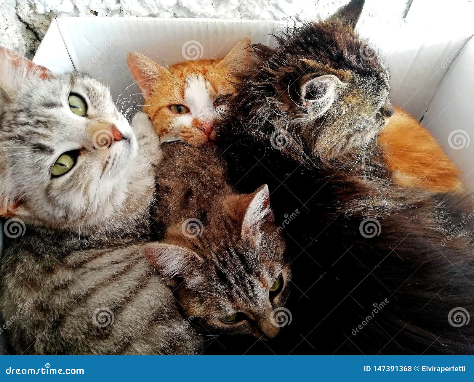 A box full of cats stock photo. Image of pets, cats - 147391368