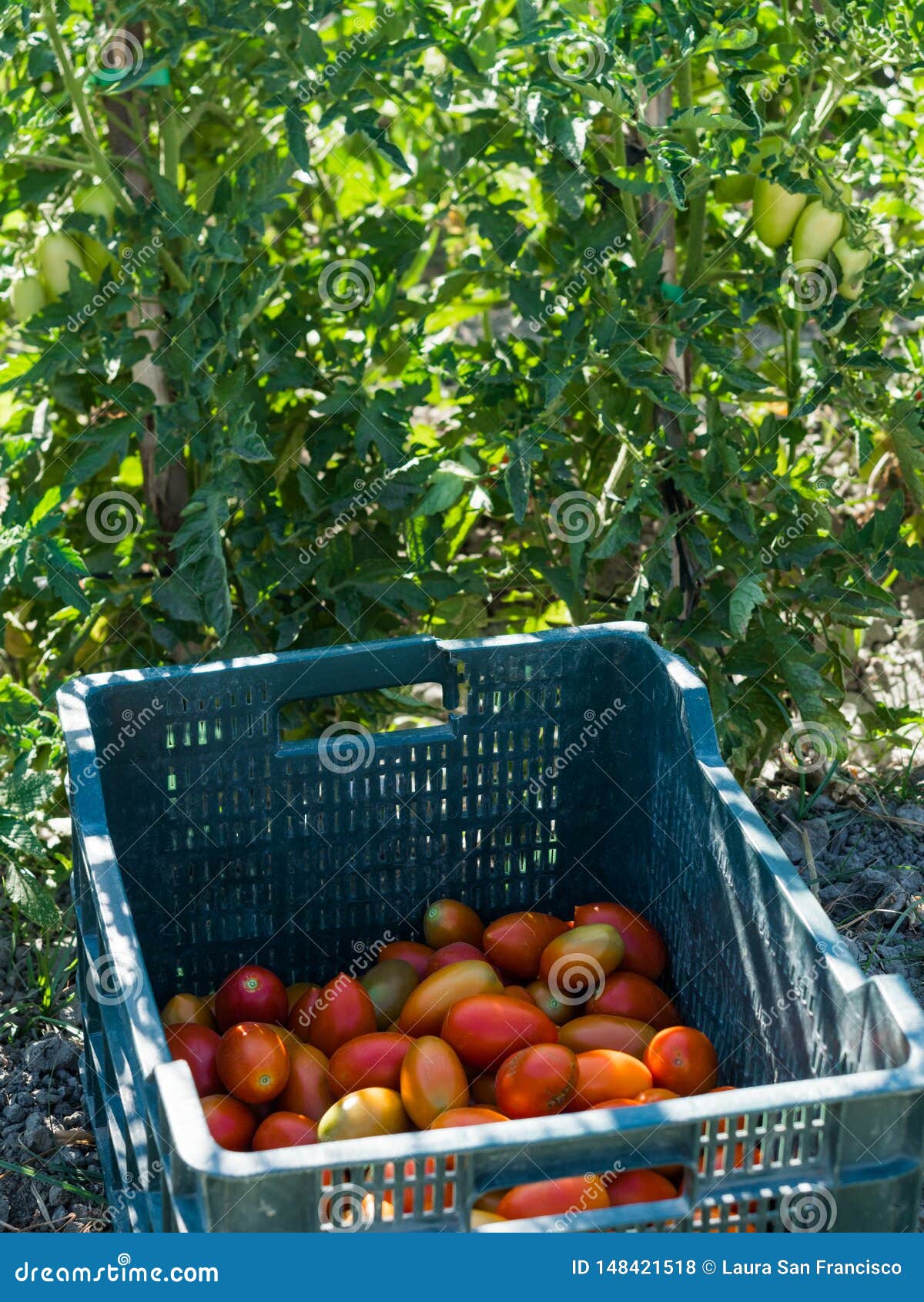 Box Fresh Tomatoes and Plants Stock Photo - Image of natural, fresh ...