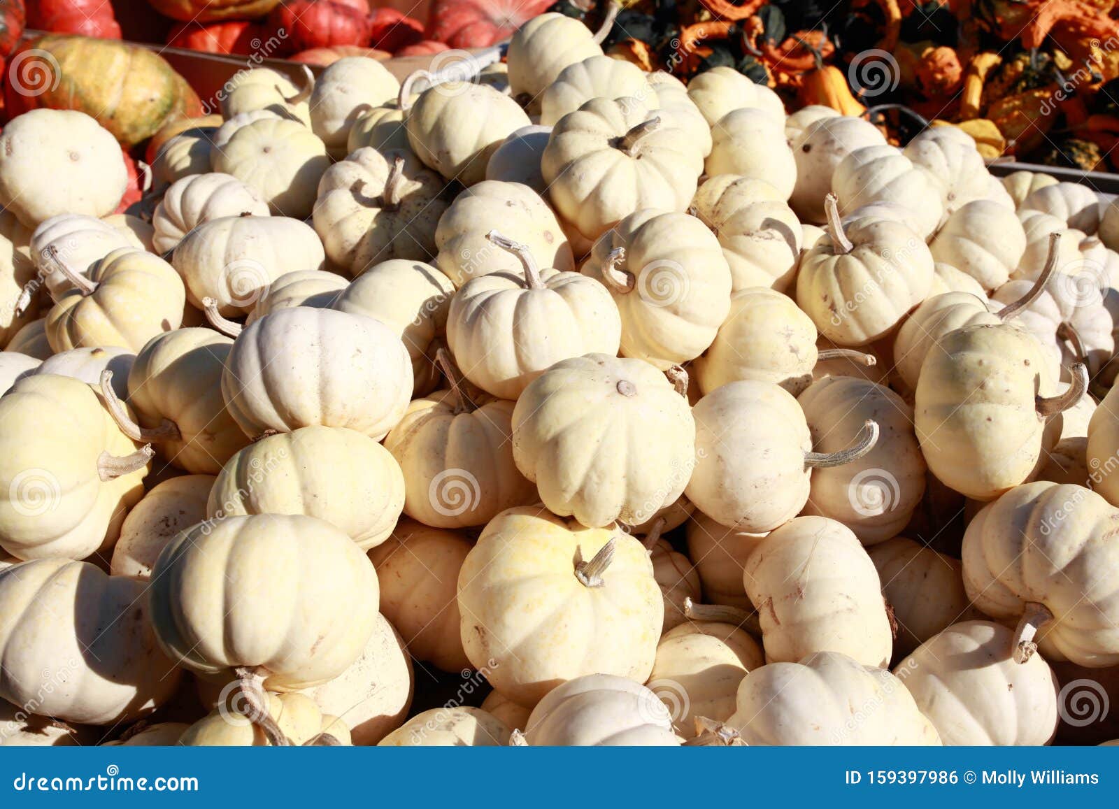 Box full of small squash stock photo. Image of squash - 159397986