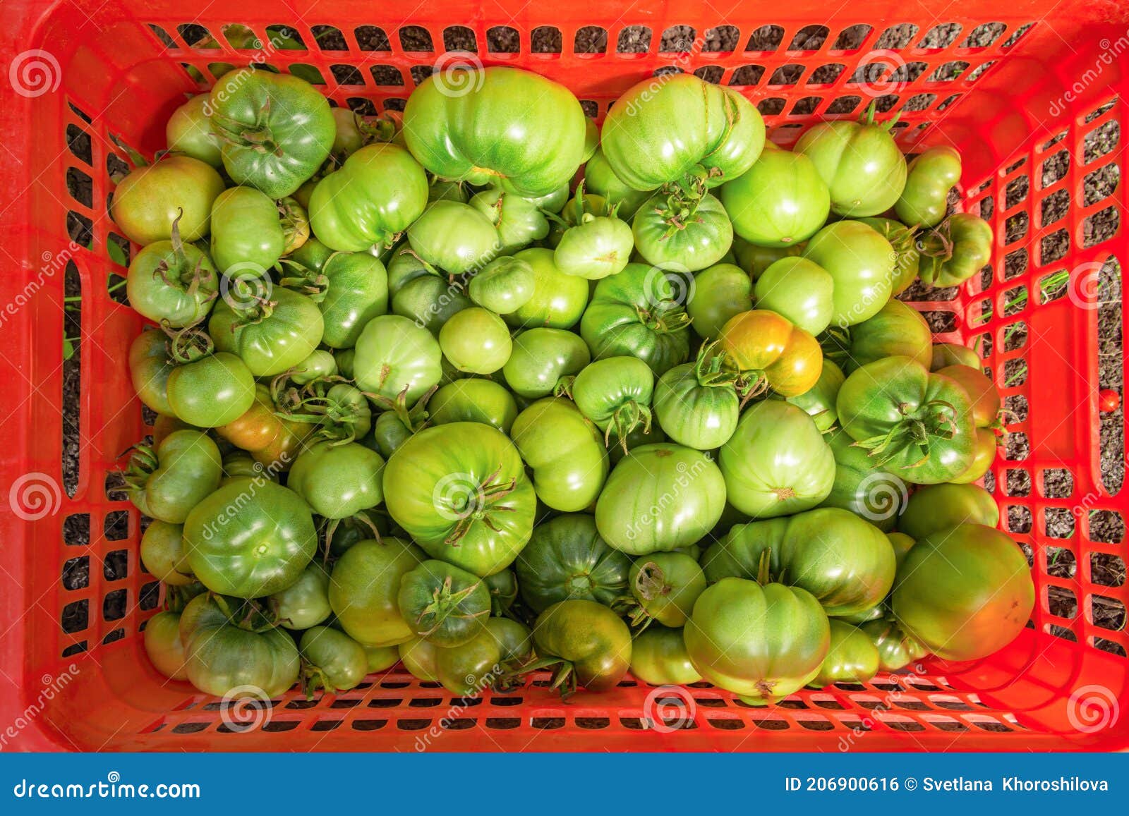A Box with Green Tomatoes Collected from Stems with Late Blight Stock ...
