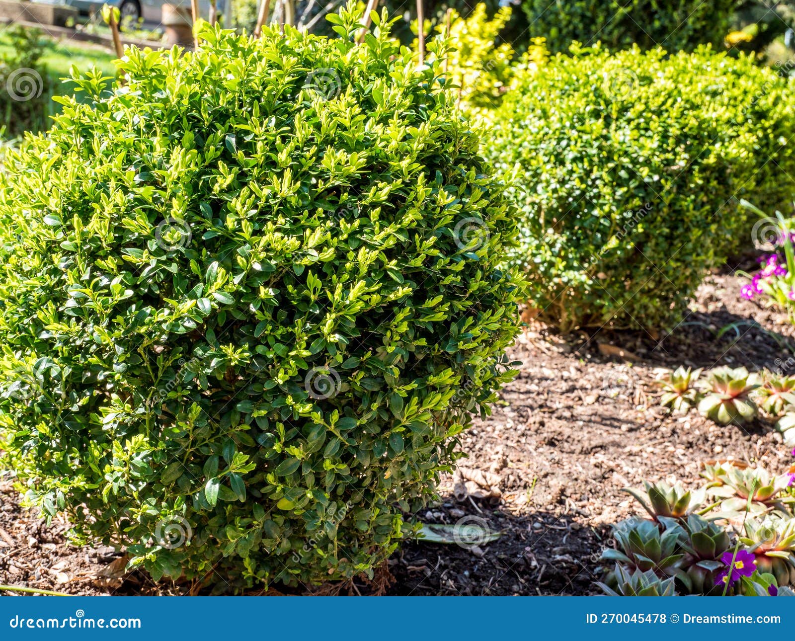 Box hedge in a park stock photo. Image of closeup, beauty - 270045478