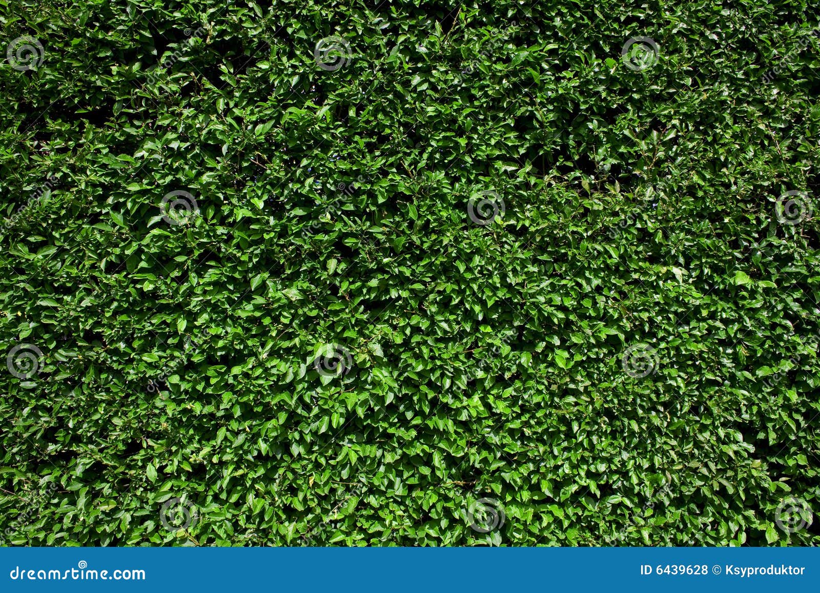Box hedgerow stock photo. Image of background, leaves - 6439628
