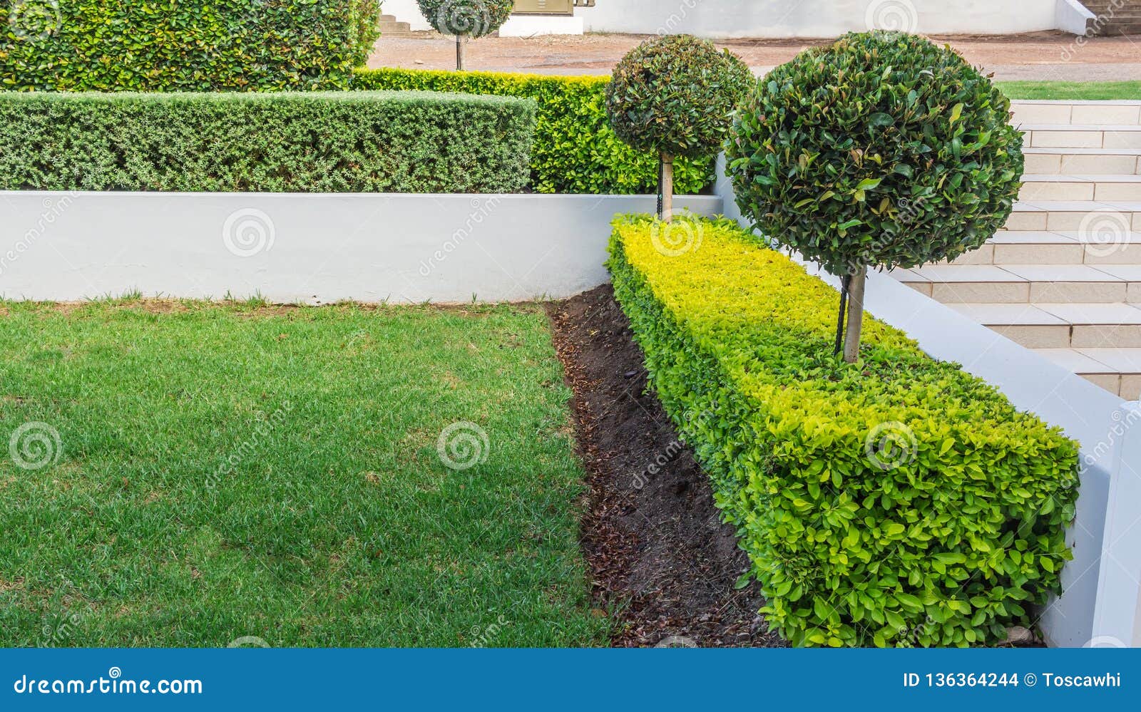 Box Hedges With Topiary Trees Next To Office Steps Stock Photo ...
