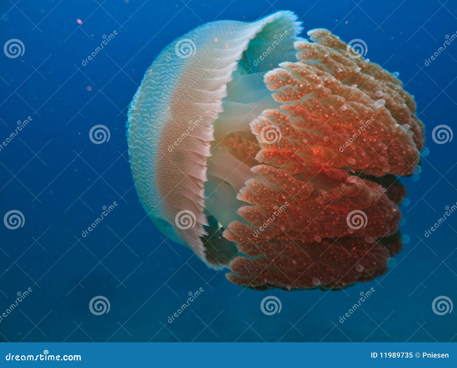 Box Jelly Fish Closeup Australia Stock Image - Image of barrier, dive ...