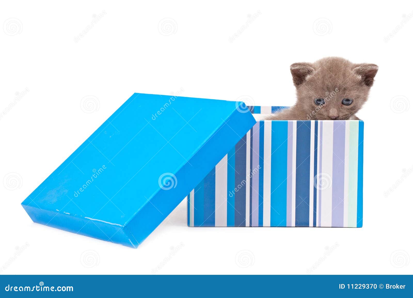 Box with kitten stock photo. Image of beautiful, furry - 11229370