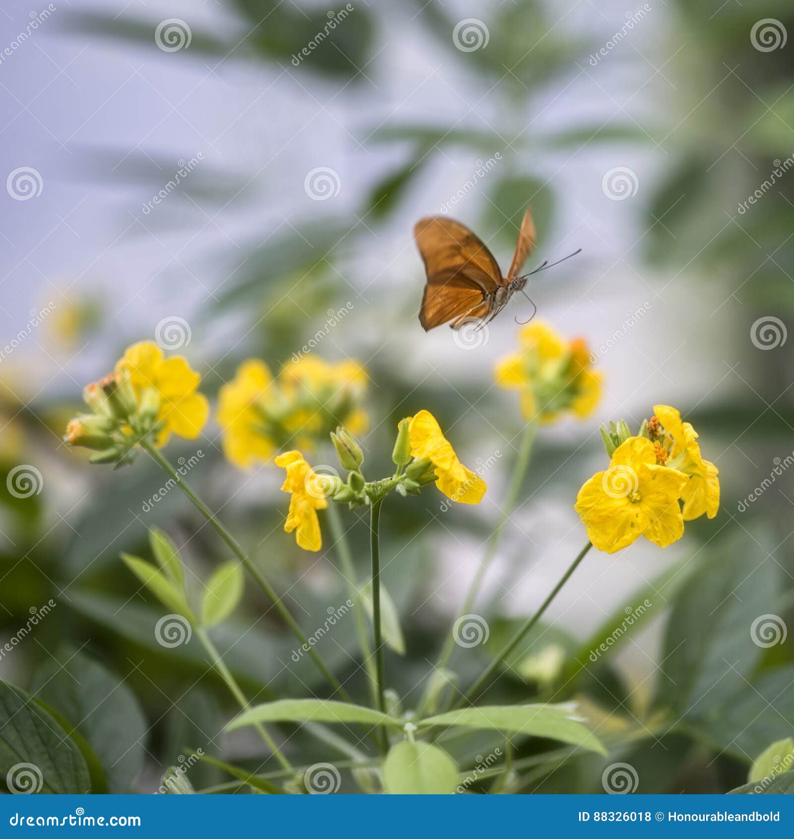 Box of Lily Lilium Regale Bulbs Ready To Be Planted in Spring Stock ...