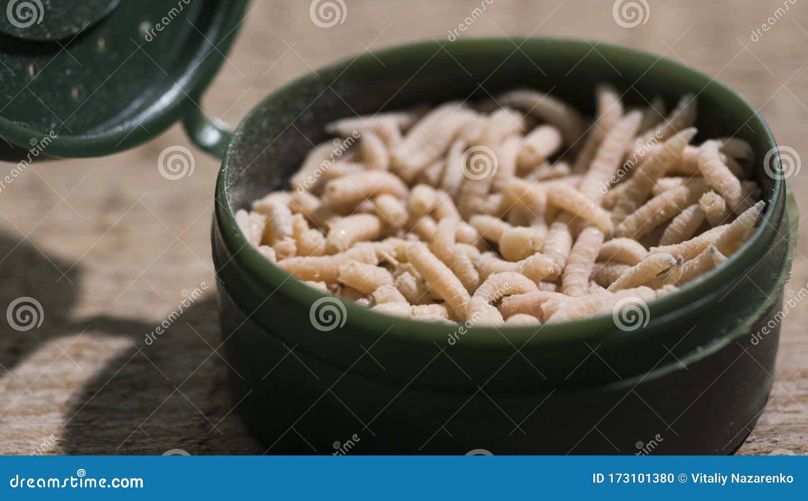 Box with Live Bait for Fishing - Maggots Stock Photo - Image of full ...