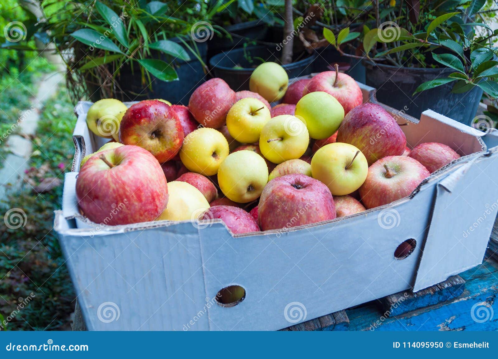 Box of mixed apples stock photo. Image of healthy, yellow - 114095950