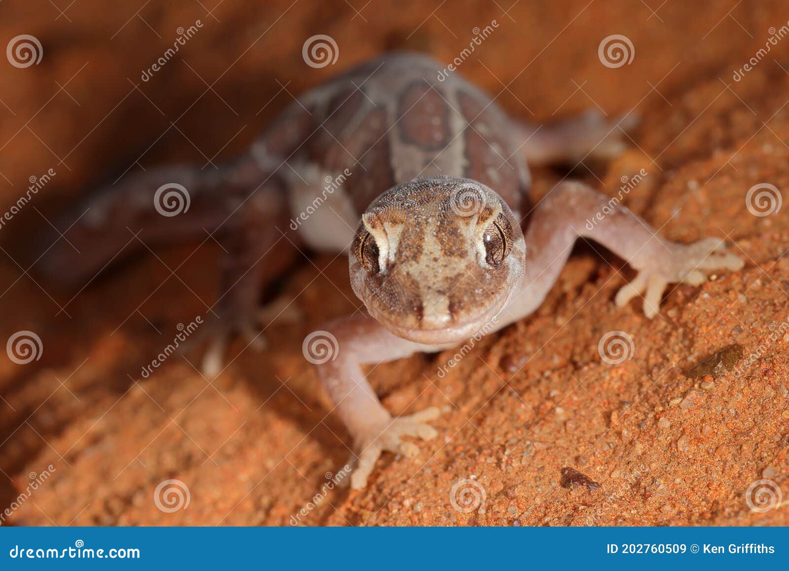 Box-patterned Gecko stock image. Image of boxpatterned - 202760509