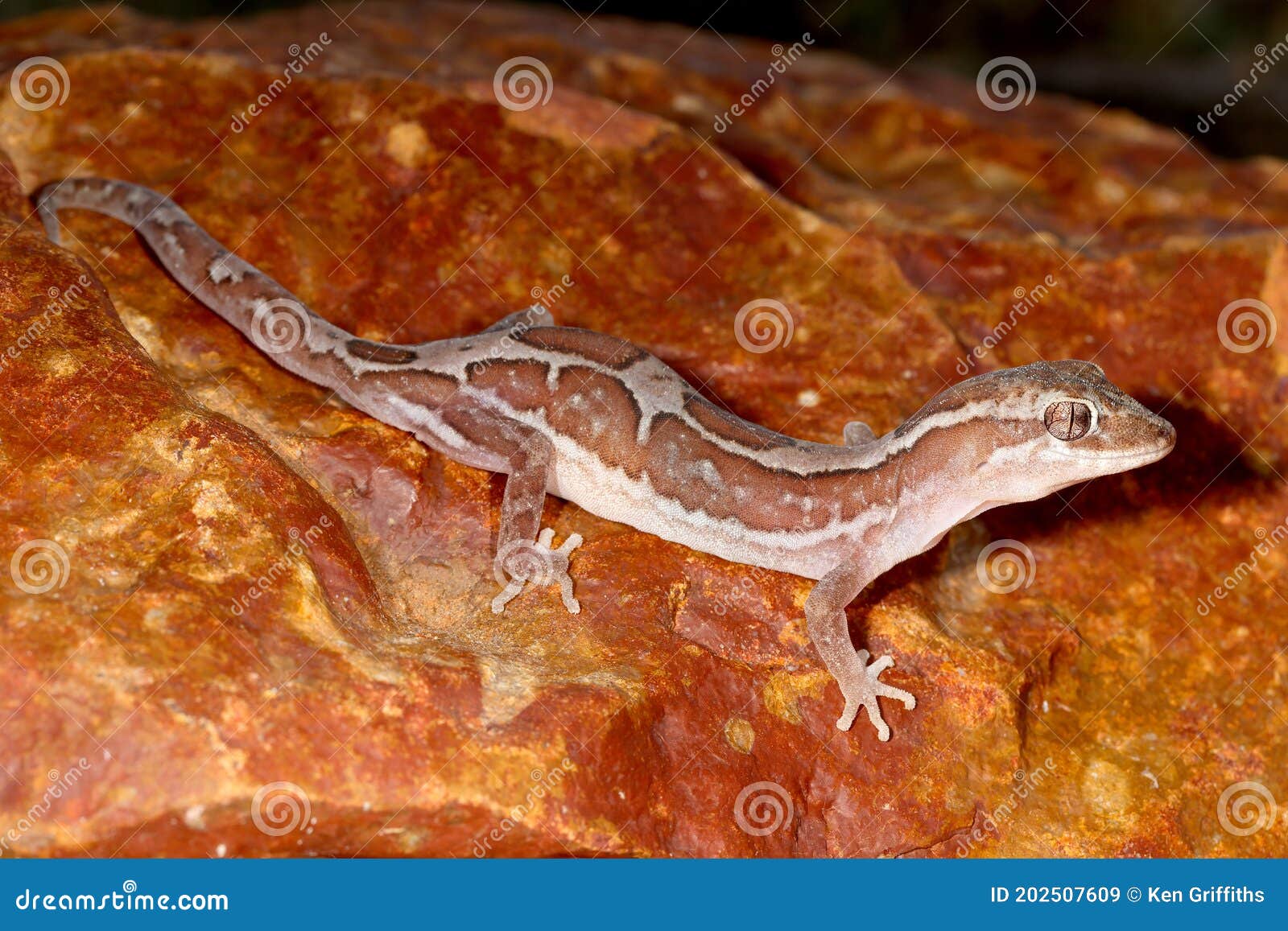 Box Patterned Gecko stock image. Image of lizard, australia - 202507609