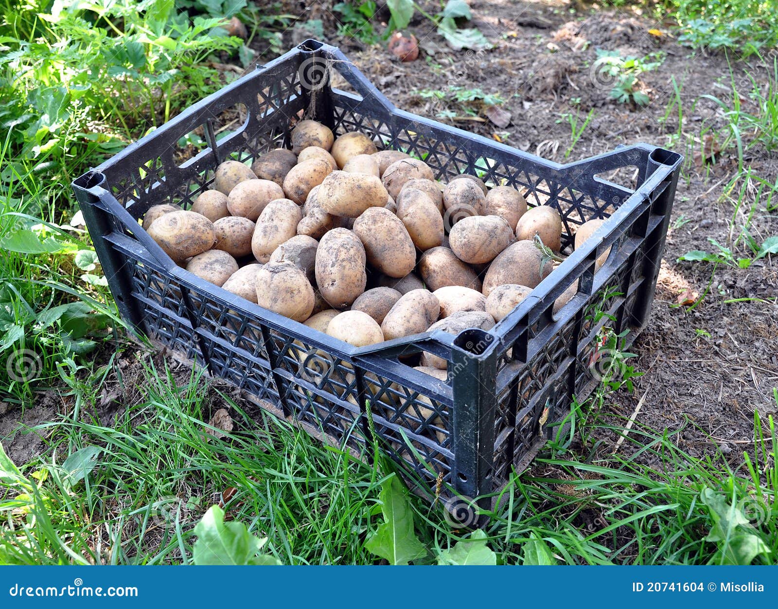 Box with a potato stock photo. Image of plastic, cleaning - 20741604