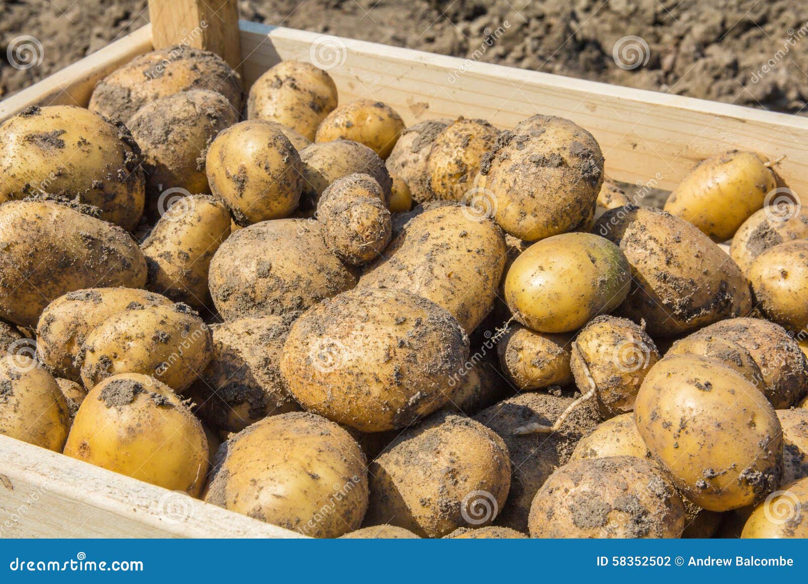 A Box of Potatoes Freshly Dug from the Earth Stock Photo - Image of ...
