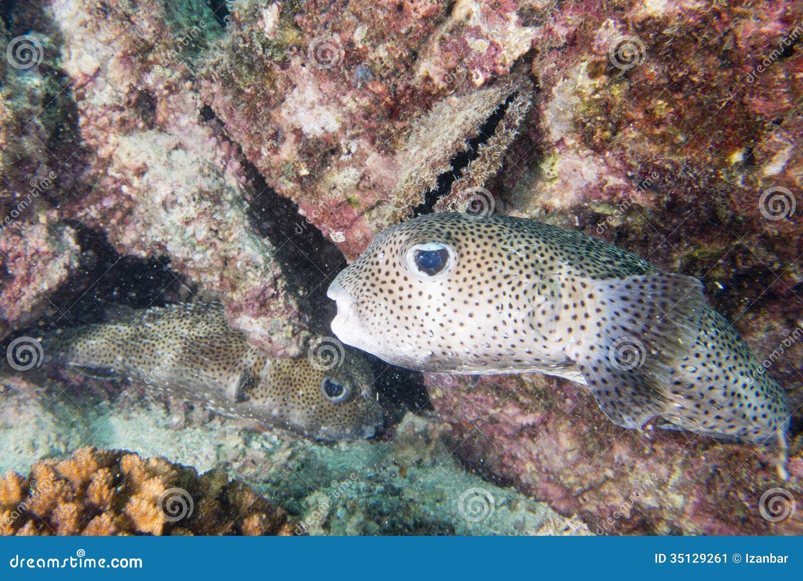 Box Puffer Fish Underwater Portrait Stock Image - Image of clown ...