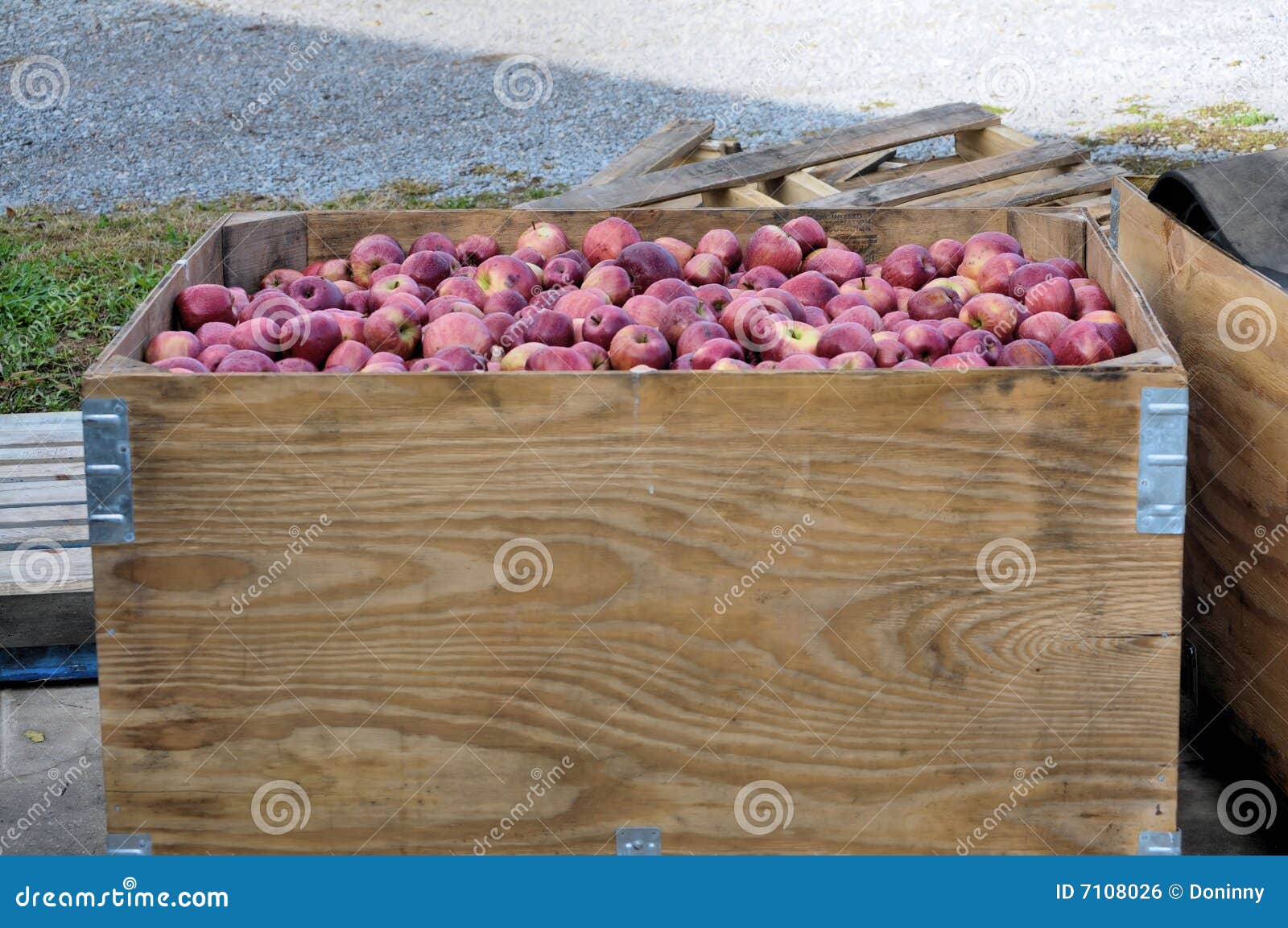 Box of red apples stock photo. Image of agricultural, outside - 7108026