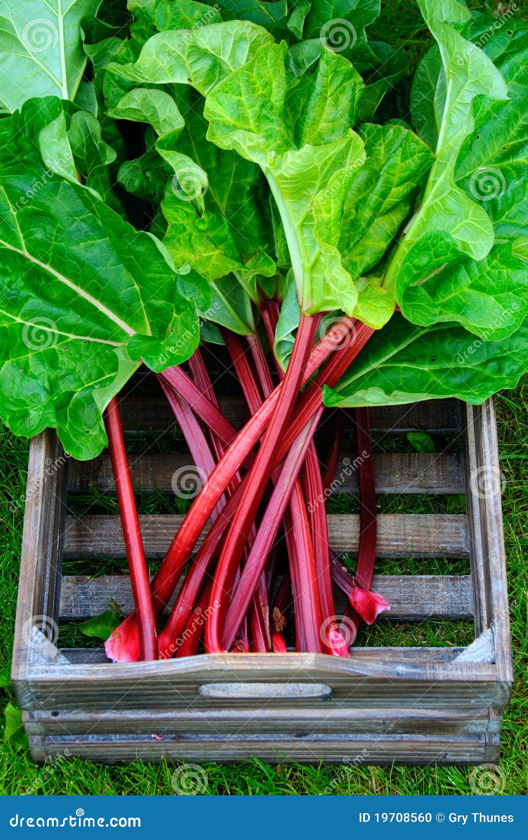 Box with rhubarb stock photo. Image of harvesting, rhubarb - 19708560