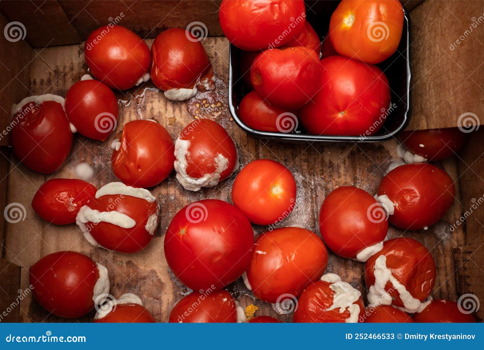 Tomato spoiled stock image. Image of waste, vegetable - 252466533
