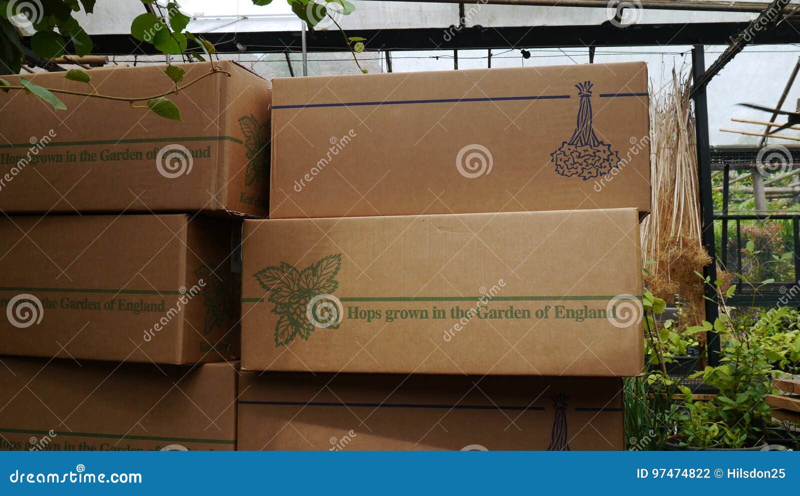 Box of Dried Hops from the Garden of England Editorial Photography ...