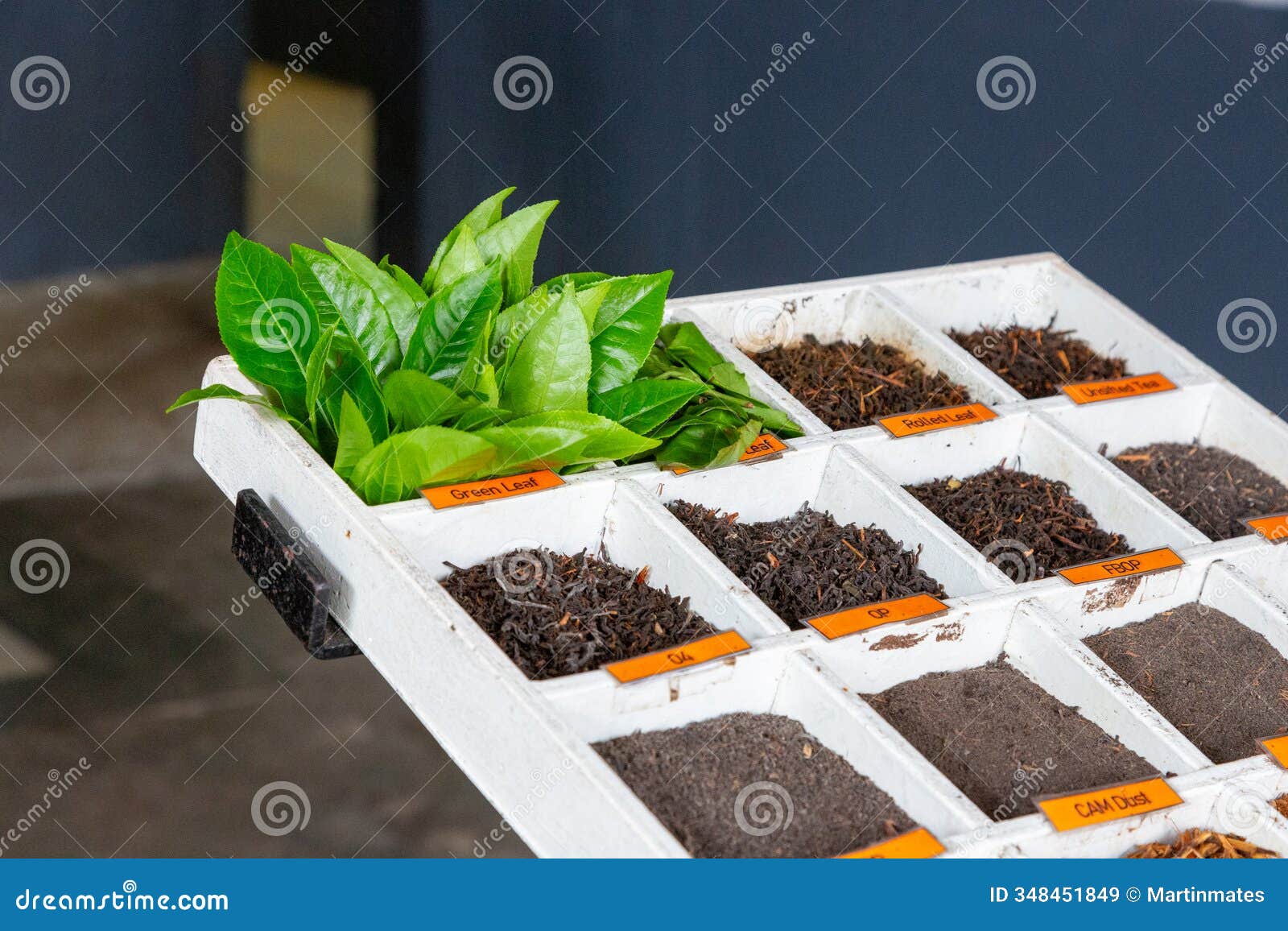 Box with Samples of Different Stages of Processing in the Tea Factory ...