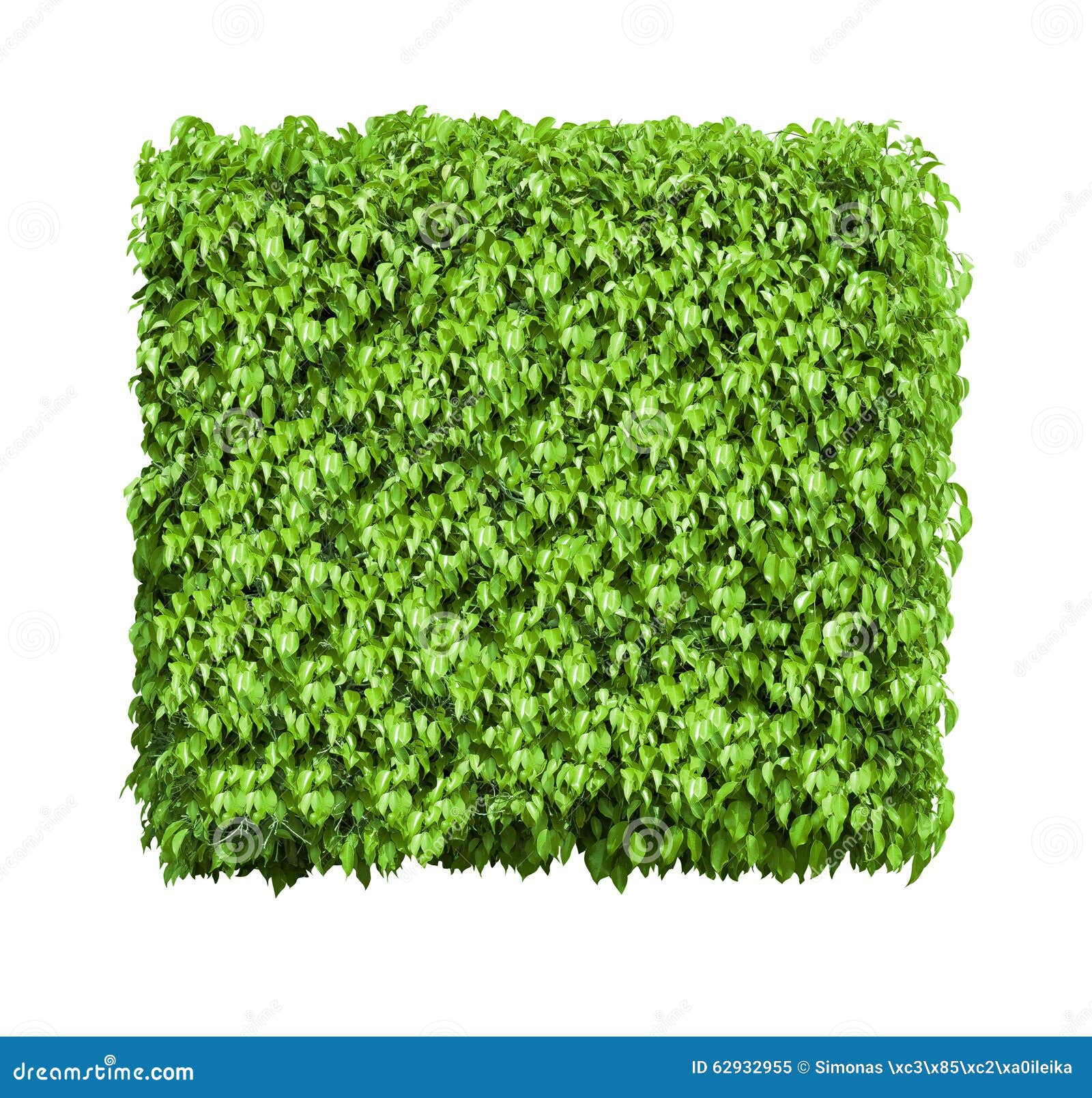 Box Shaped Bush Isolated On White Background Stock Image - Image of ...