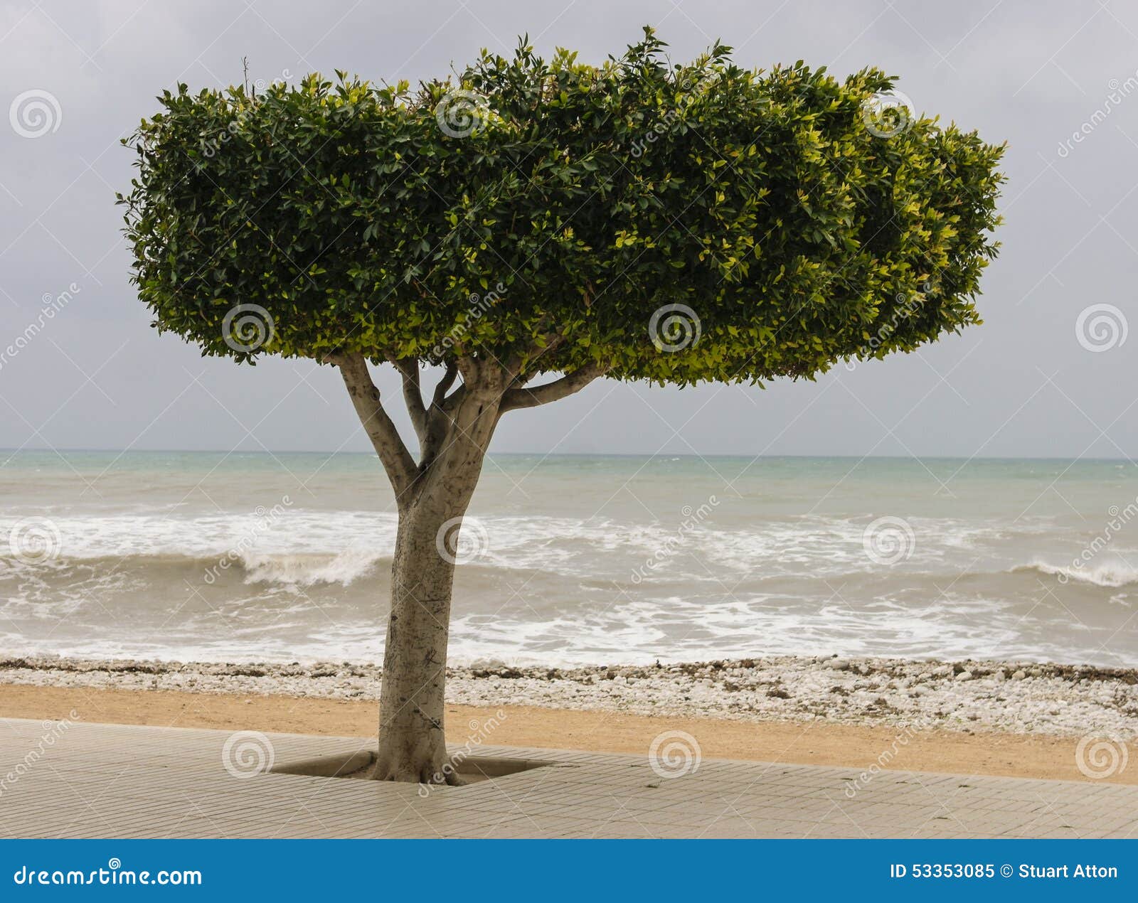 Box shaped tree stock image. Image of sand, wave, leaf - 53353085