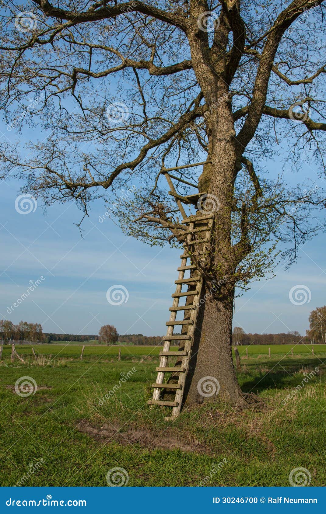 Box Stand At A Tree Royalty-Free Stock Image | CartoonDealer.com #30246700