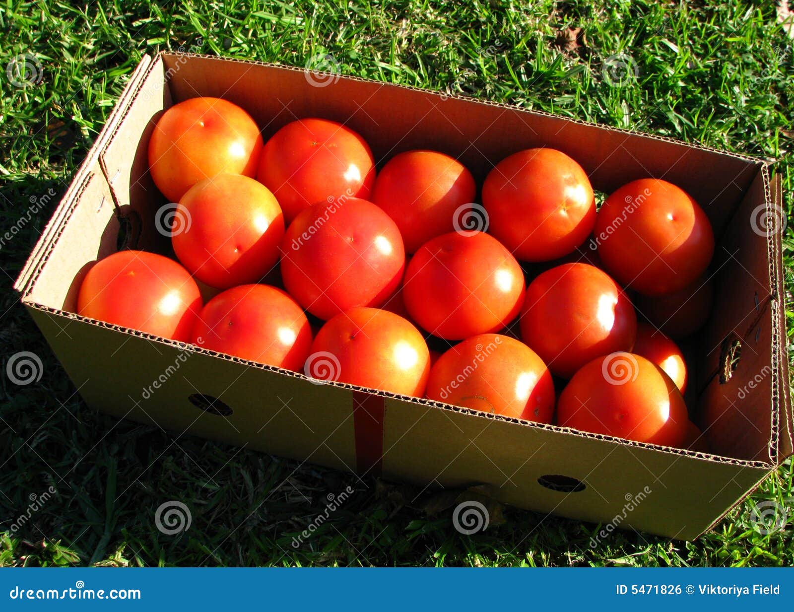 Box of tomatoes stock photo. Image of health, organic - 5471826