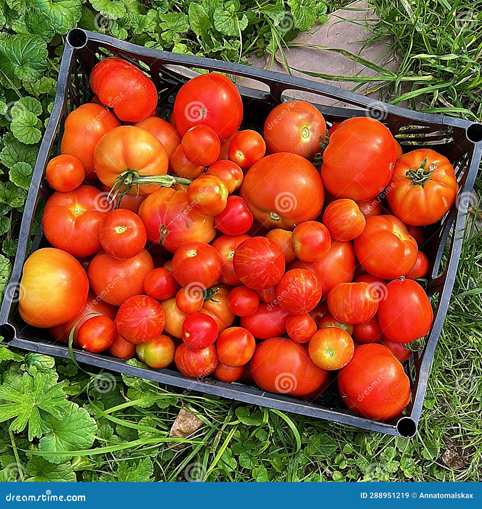 Box with Tomatoes, Harvest of Tomatoes from the Plot, Different Sizes ...