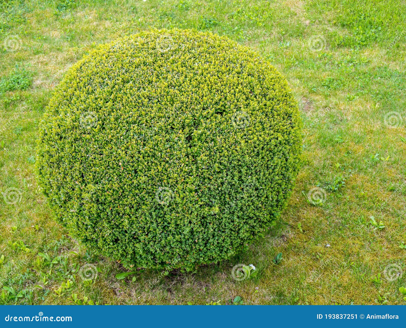 Box tree ball on a meadow stock image. Image of back - 193837251