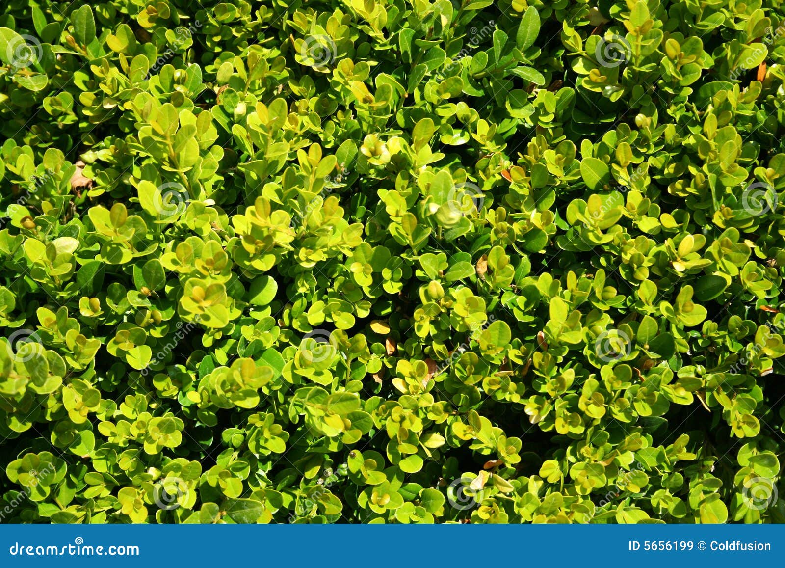 Box Tree, Buxus, Garden Background Stock Image - Image of fresh, buxus ...