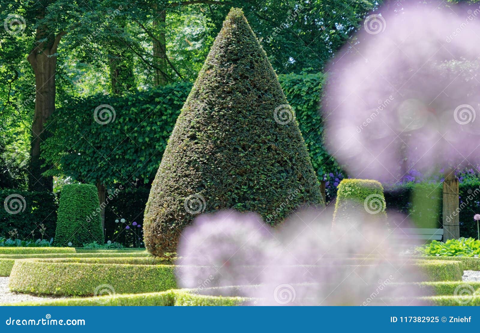 Box Tree Cut in the Shape of a Wedge Like a Triangle with Blurred ...