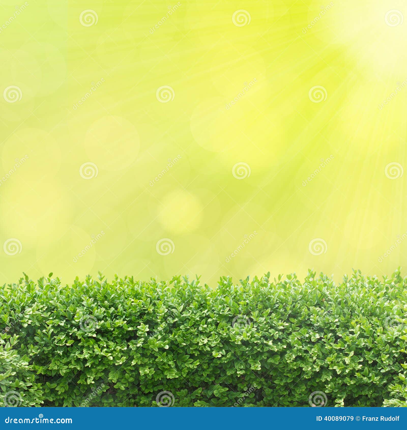 Box tree hedge stock image. Image of board, environment - 40089079