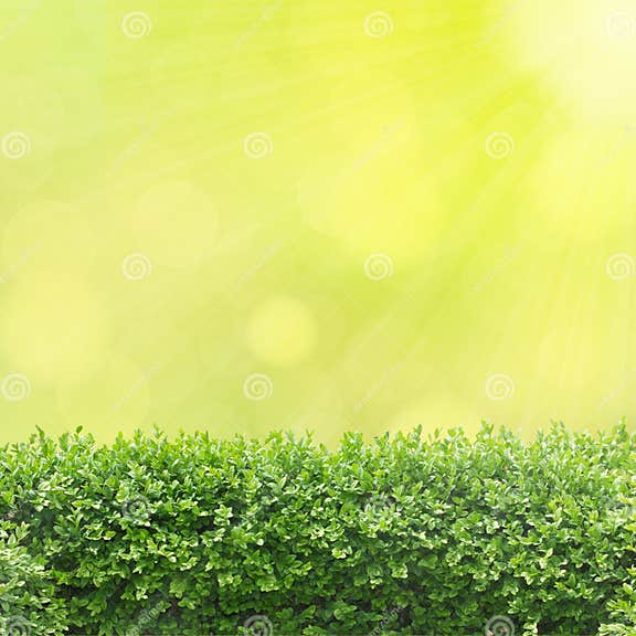 Box tree hedge stock image. Image of board, environment - 40089079