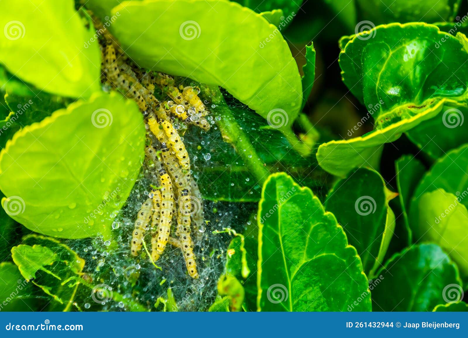 Tree Infested With Bark Beetles Larvae Stock Image | CartoonDealer.com ...