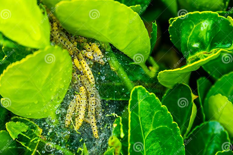 Box Tree Infested by Larvae of a Buxus Moth, Box Wood Infestation Stock ...