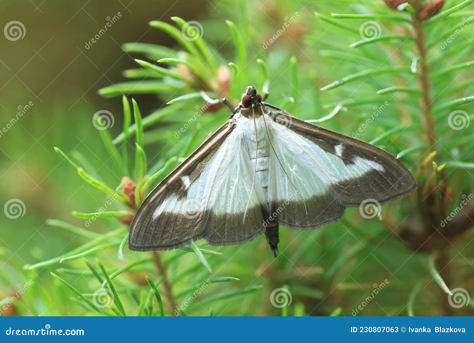 Box tree moth stock image. Image of wildlife, cydalima - 230807063