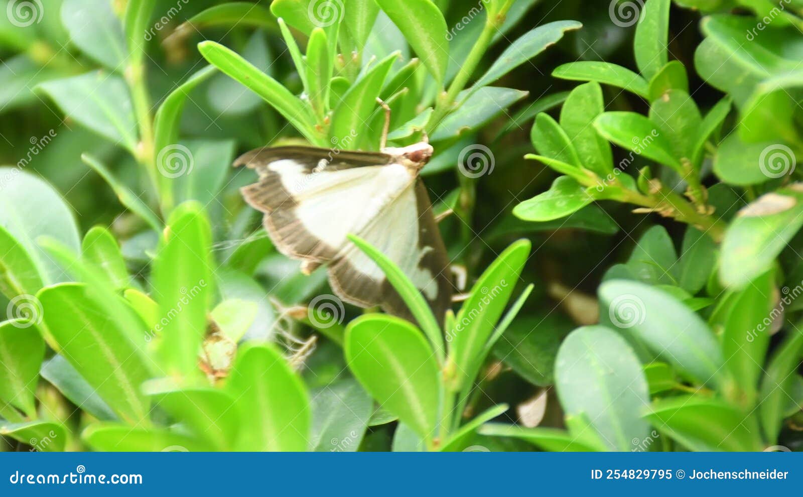 Box Tree Moth in a Box Tree Stock Video - Video of butterfly, animal ...