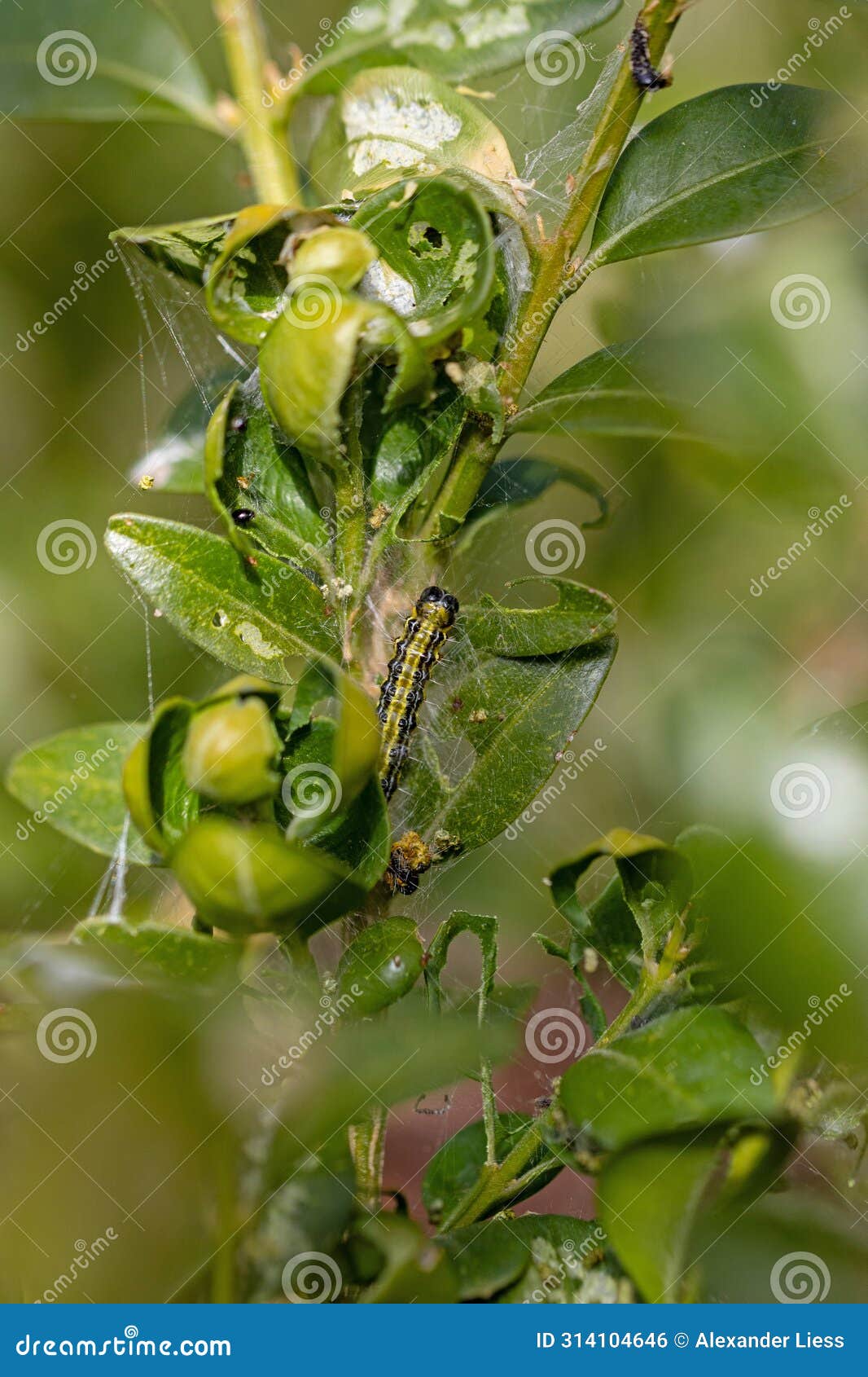 Box Tree Moth Caterpillar in a Boxwood Bush Stock Photo - Image of ...