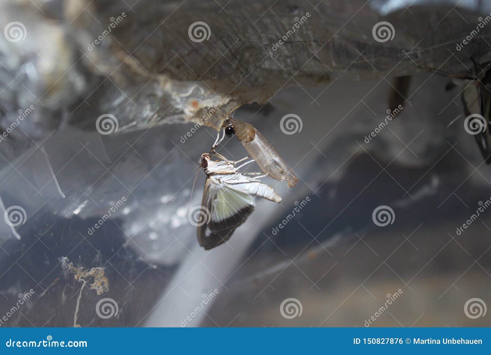 Box Tree Moth on a Chrysalis Stock Photo - Image of insect, insects ...