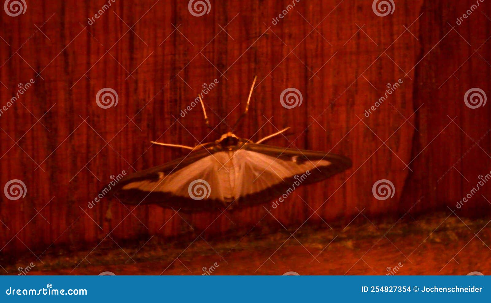 Box tree moth in a house stock footage. Video of pest - 254827354