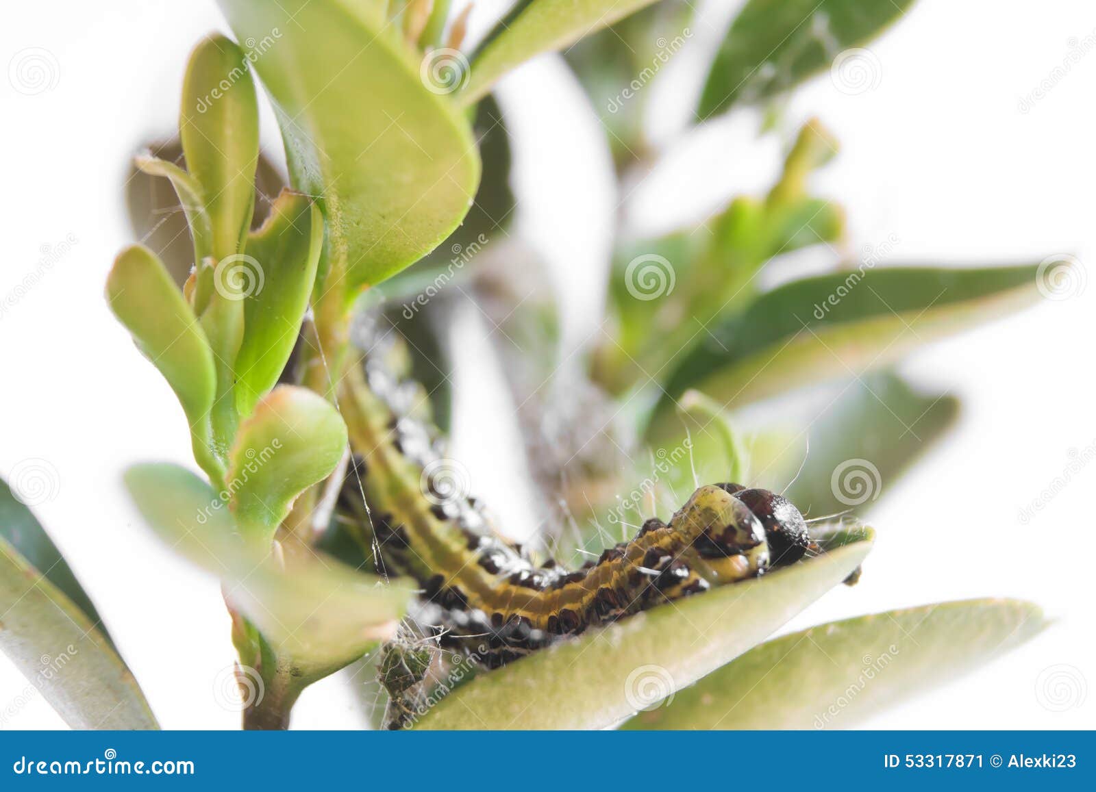 Box tree moth larva stock image. Image of plant, cydalima - 53317871