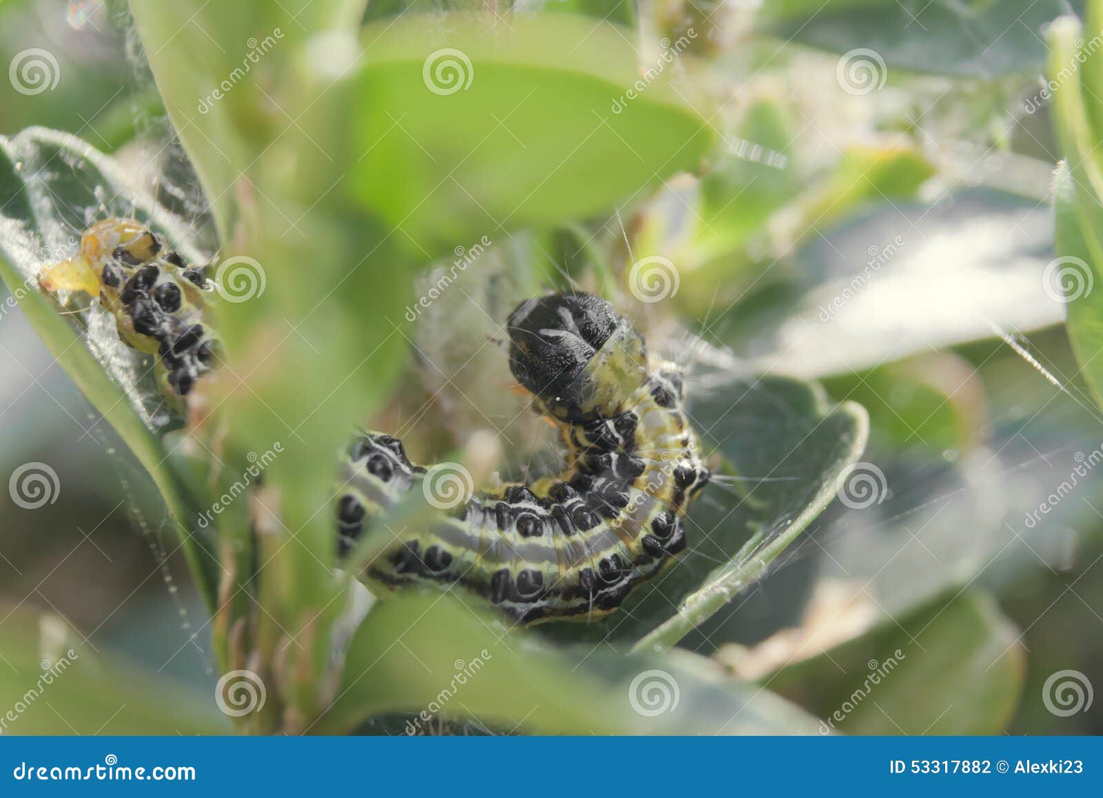 Box tree moth larva stock photo. Image of leaves, insect - 53317882