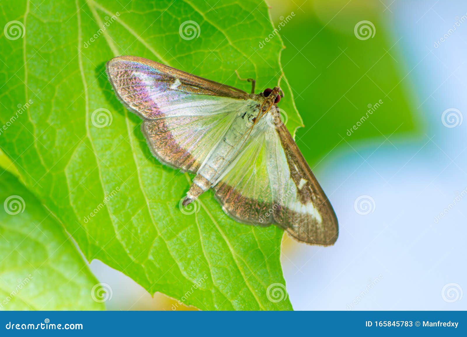Box Tree Moth stock image. Image of insect, verminously - 165845783