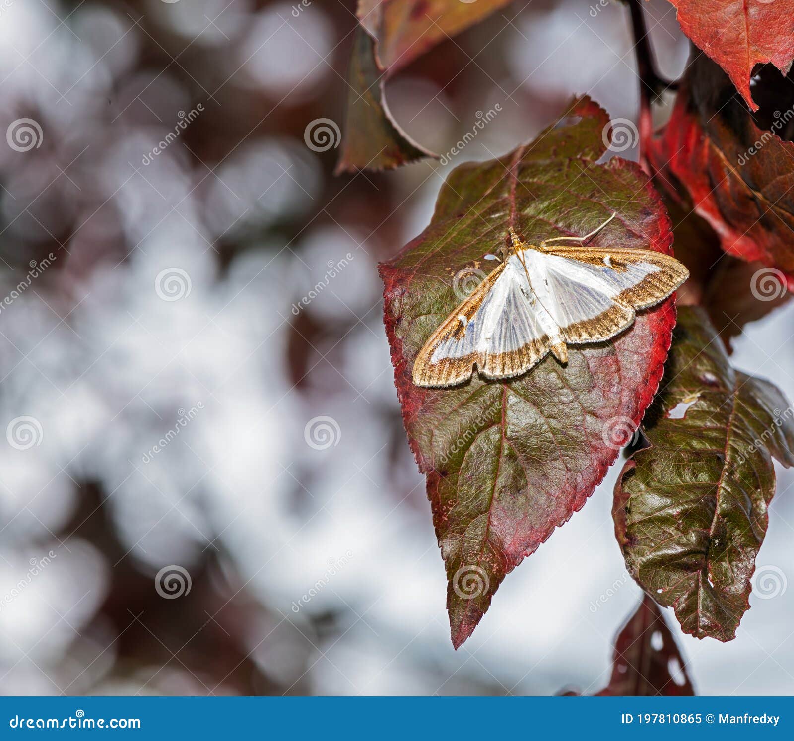 Box Tree Moth stock image. Image of leaf, varmint, verminously - 197810865